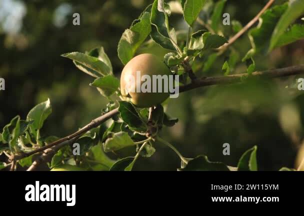 Apple green garden fruits Stock Videos & Footage - HD and 4K Video ...