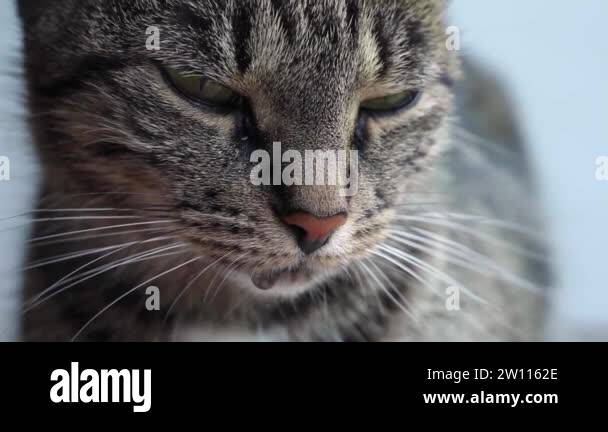 Sad sick cat. Cat was poisoned by a poisonous plant, saliva dripping ...