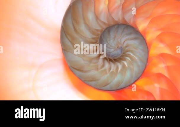 nautilus shell stock Fibonacci footage video clip turning golden ratio ...