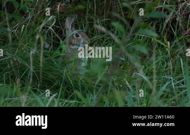 Grass twig Stock Videos & Footage - HD and 4K Video Clips - Alamy