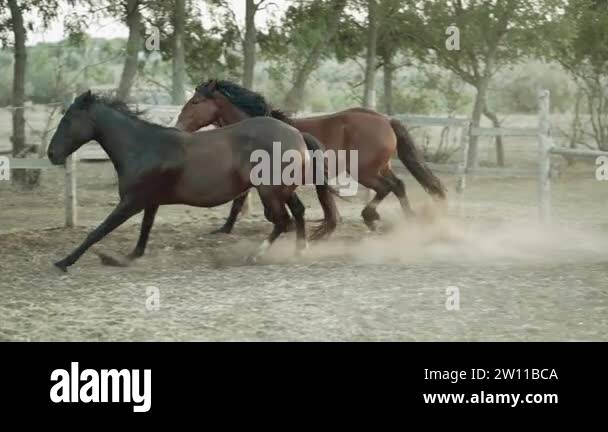 Beautiful young horses run in the corral on ranch. Galloping run in ...