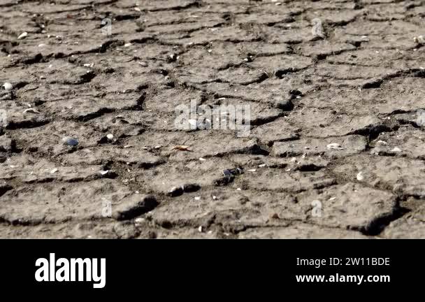 Cracked dried mud and mud on a muddy bottom in the upper Kuyalnik ...