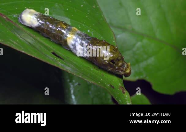 Fat worm Stock Videos & Footage - HD and 4K Video Clips - Alamy