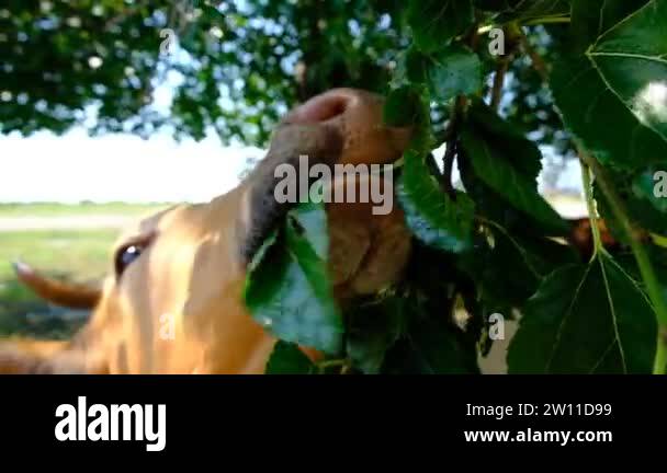 Portrait of a cow in the pasture. Animal head close up. Flies sit on ...