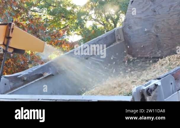 Used to be trees Stock Videos & Footage - HD and 4K Video Clips - Alamy