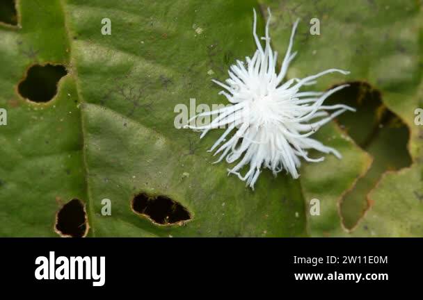 Aphid with exuded wax on the leaf of a rainforest shrub. In tropical ...