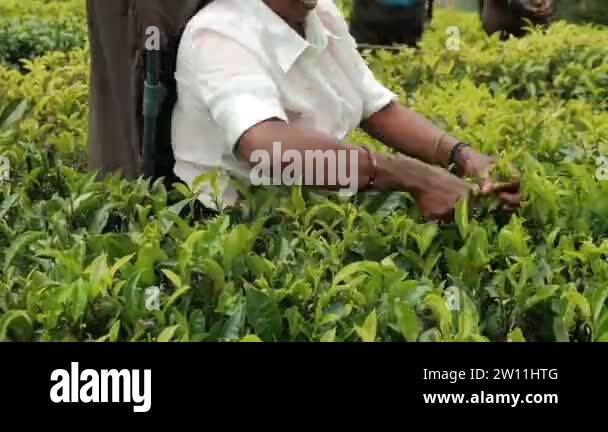 Hardworking Female Tea-Pickers. Farmer Keep Crop Nature Agricultural ...