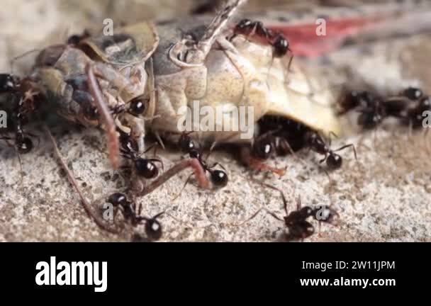 Myrmica rubra ants Stock Videos & Footage - HD and 4K Video Clips - Alamy