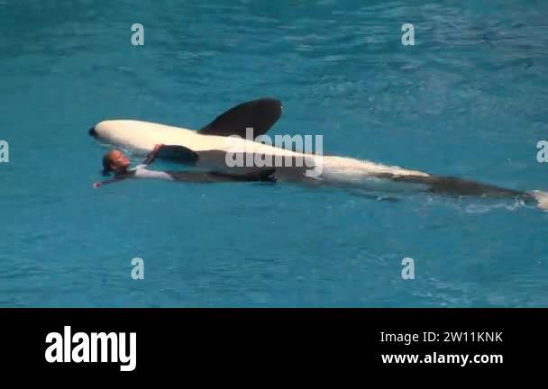 footage of orca making tricks in water park Stock Video Footage - Alamy