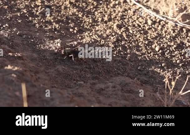 Desert locust cricket Stock Videos & Footage - HD and 4K Video Clips ...