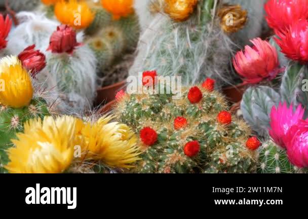 Beautiful unusual nature plants Stock Videos & Footage - HD and 4K ...