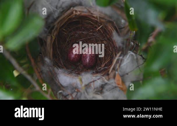 Two Eggs and bird in a nest of yellow-vented bulbul (Pycnonotus ...