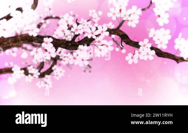Cherry tree in full bloom. Cherry branch. Sakura flowers pink. Cherry blossom pink background ...