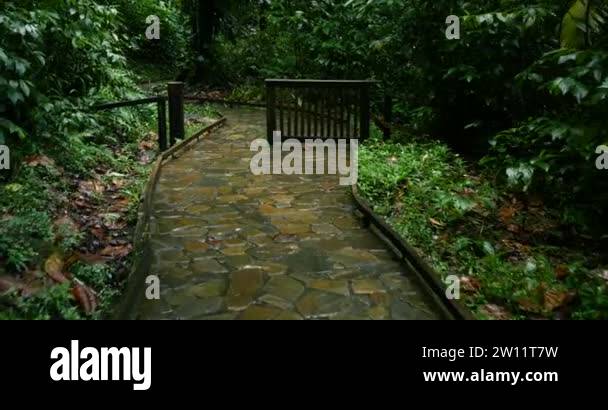 Pathway through vegetation Stock Videos & Footage - HD and 4K Video ...