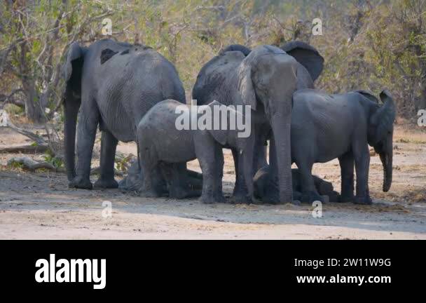 Africa botswana tree moremi reserve Stock Videos & Footage - HD and 4K ...