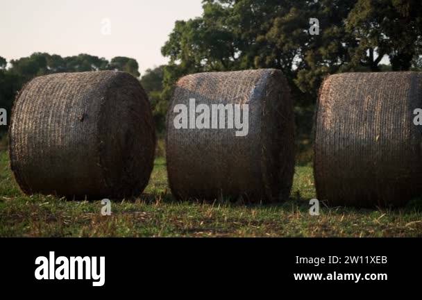Footage of a beautiful mown field with haystacks. Round stacks in ...