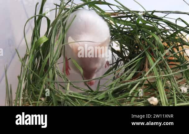 White albino laboratory mouse sitting in green dried grass, hay and ...