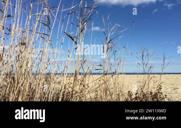Reed at the beach Stock Videos & Footage - HD and 4K Video Clips - Alamy