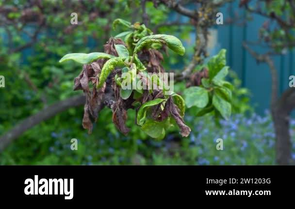 Necrosis of the leaves of fruit trees. Dead leaf tissue of fruit trees ...