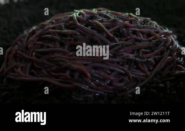 Big pile of Composting worms (vermicomposting) at a farm in the ...