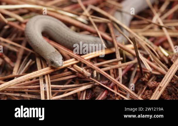 Lined Tolucan Ground Snake exploring the wet soil of the forest Stock ...