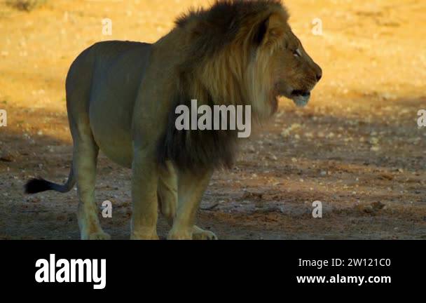 Regal looking lion standing Stock Videos & Footage - HD and 4K Video ...