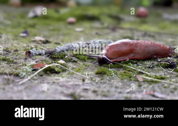Banana slug texture Stock Videos & Footage - HD and 4K Video Clips - Alamy