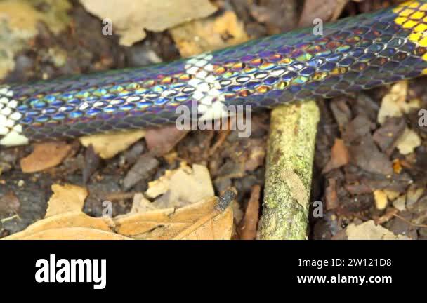 Micrurus spixii obscurus Stock Videos & Footage - HD and 4K Video Clips ...