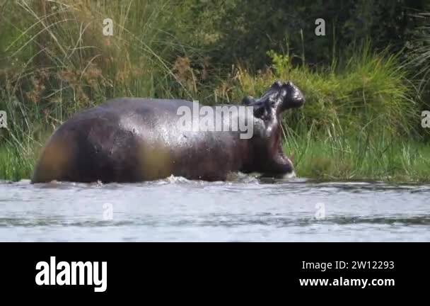 Hippo running Stock Videos & Footage - HD and 4K Video Clips - Alamy