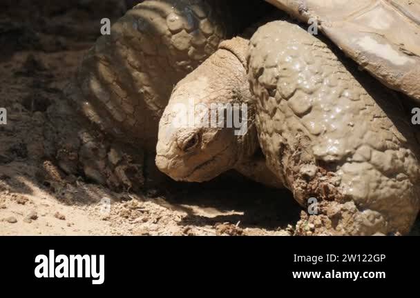 One giant turtle with a huge shell is sleeping on a sunny beach in ...