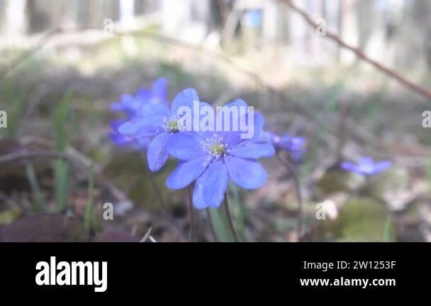 Mayflower (Hepatica nobilis) spring blue flowers in light coniferous ...