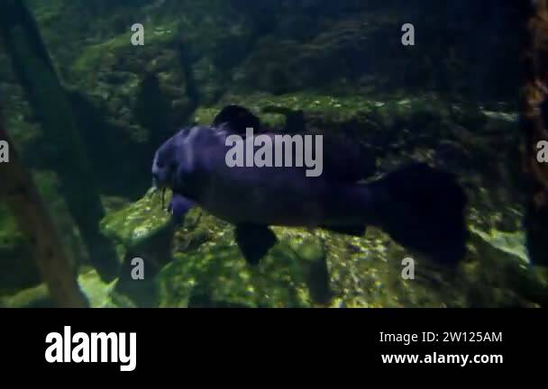 Razorback catfish Stock Videos & Footage - HD and 4K Video Clips - Alamy
