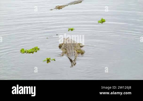 Crocodile in its environment Stock Videos & Footage - HD and 4K Video ...