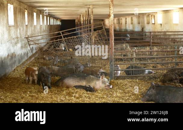 Sow And Piglets Of Domestic Pig Sus Scrofa Domesticus Swine Hog In A