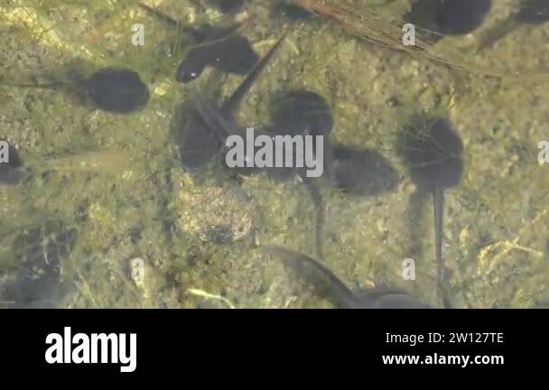 Tadpole, pollywog is larval stage in life cycle of an amphibian, frog ...