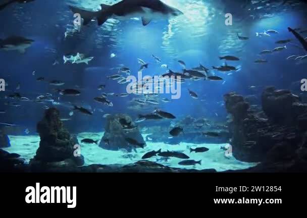 Beautiful fish oceanarium, deep underwater world panoramic view ...