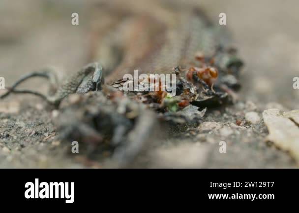 Desert lizard eating ant Stock Videos & Footage - HD and 4K Video Clips ...
