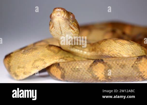 video of venomous Fer de Lance snake, Bothrops atrox with tongue Stock ...