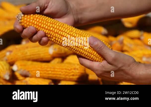 Seed corns Stock Videos & Footage - HD and 4K Video Clips - Alamy