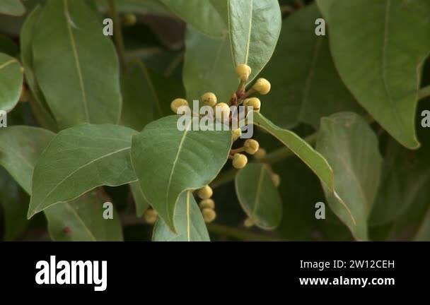 Laurel tree Stock Videos & Footage - HD and 4K Video Clips - Alamy