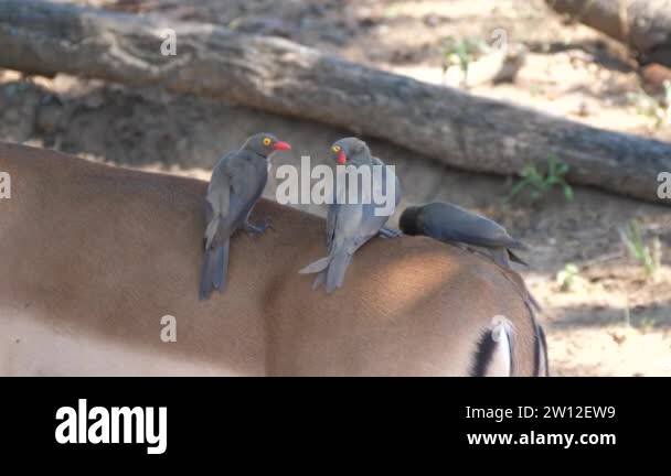 Three Yellow-billed oxpecker eats ticks and other insects from the back ...