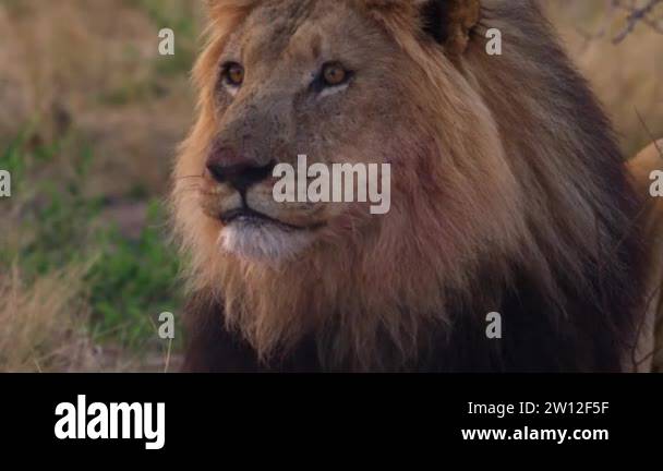 lion with a blood-smeared mouth eats the freshly torn prey of a buffalo ...