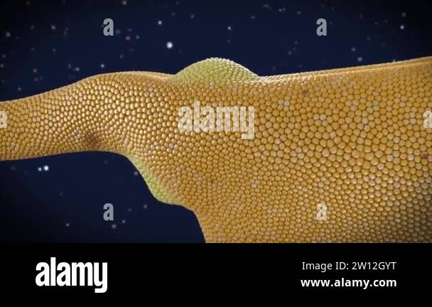 Stomach enzymes Stock Videos & Footage - HD and 4K Video Clips - Alamy