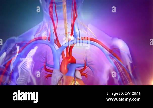 Your brain's autonomic nervous system signals your heart to pump its ...