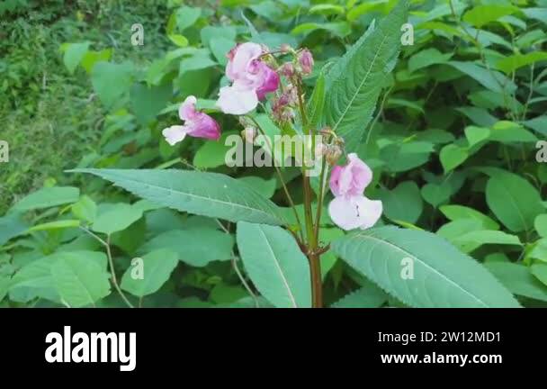 Impatiens impatiens glandulifera flowers Stock Videos & Footage - HD ...