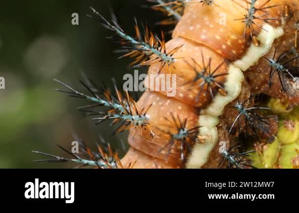 Poisonous larva Stock Videos & Footage - HD and 4K Video Clips - Alamy