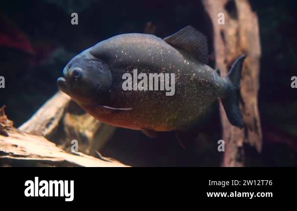 Animal scales Stock Videos & Footage - HD and 4K Video Clips - Alamy