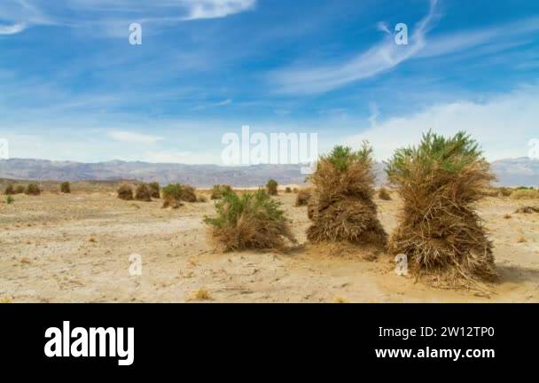 Arrow weed Stock Videos & Footage - HD and 4K Video Clips - Alamy