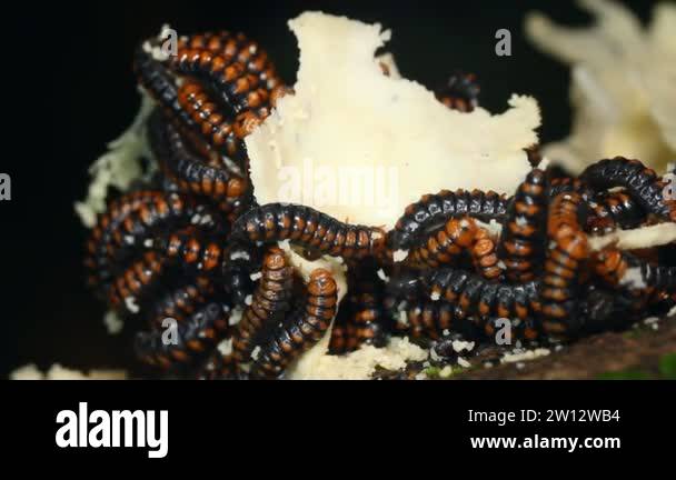 video of larvas, Swarm of beetle larvae eating fungus in rainforest ...