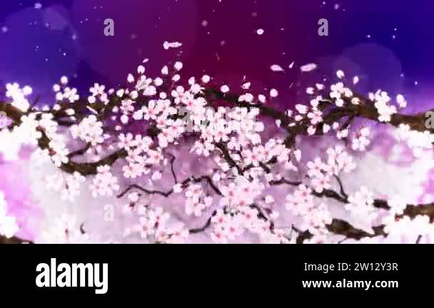 Cherry tree in full bloom. Cherry branch. Sakura flowers pink. Cherry blossom purple background ...